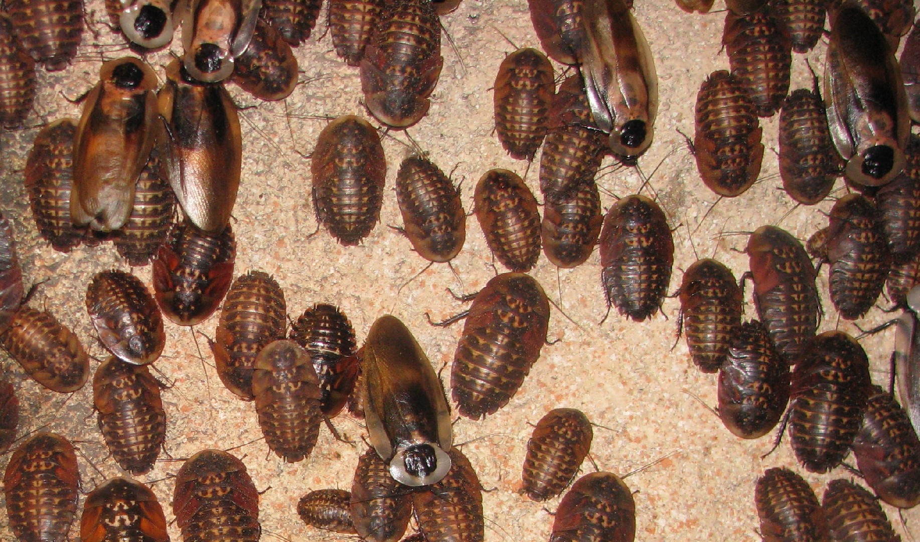 Blaberus (Blaberus) - Picture Insect