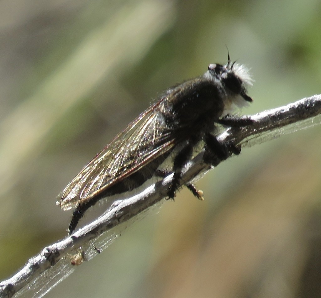 Promachus atrox (Promachus atrox) - Picture Insect