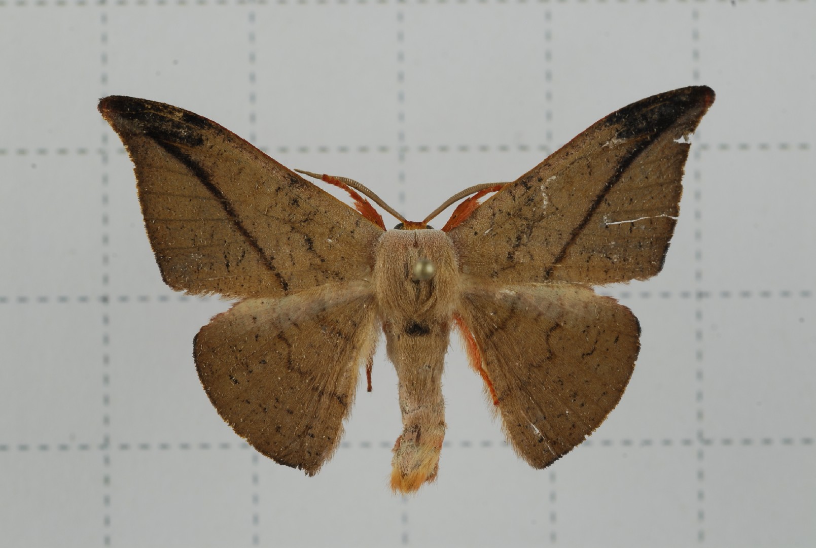 Oreta insignis (Oreta insignis) - Picture Insect