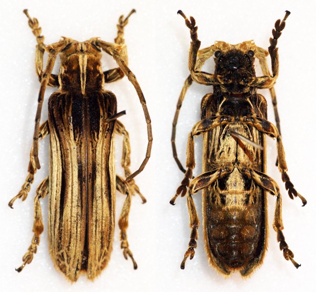 Xylorhiza adusta (Xylorhiza adusta) - Picture Insect