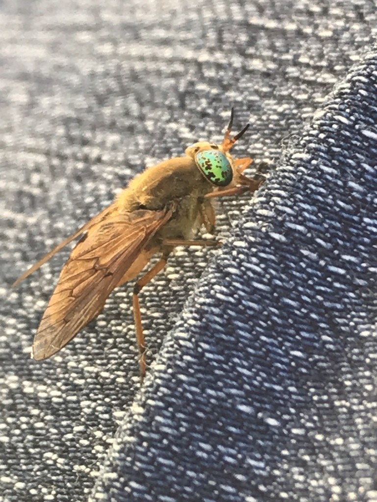 Silvius gigantulus (Silvius gigantulus) - Picture Insect