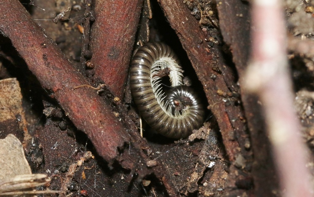 Milipede Domestica Venenosa Millipede Wikipedia
