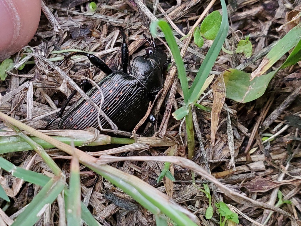 Cazador de orugas de say (Calosoma sayi) - Picture Insect