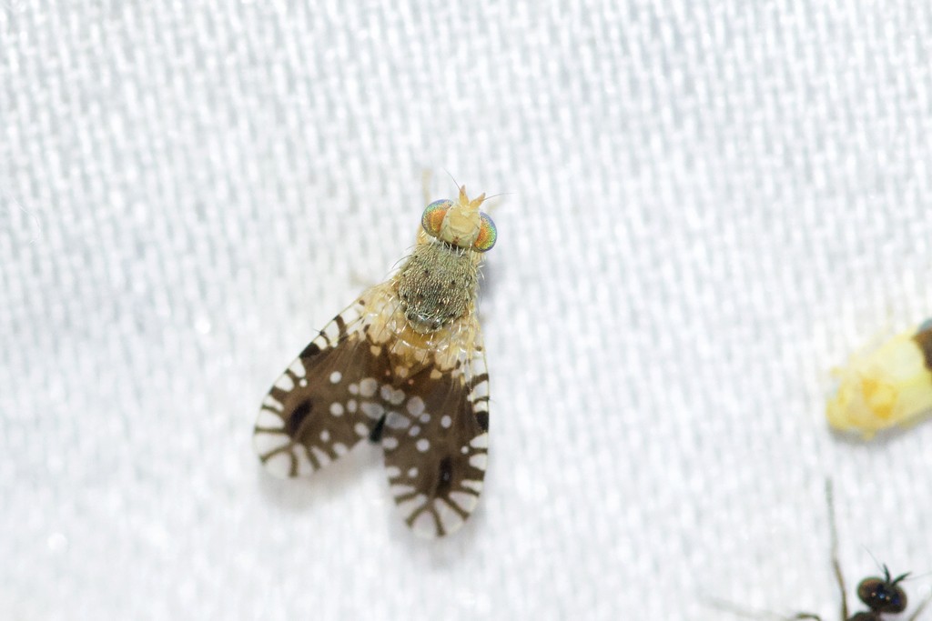 Euaresta bella (Euaresta bella) - Picture Insect