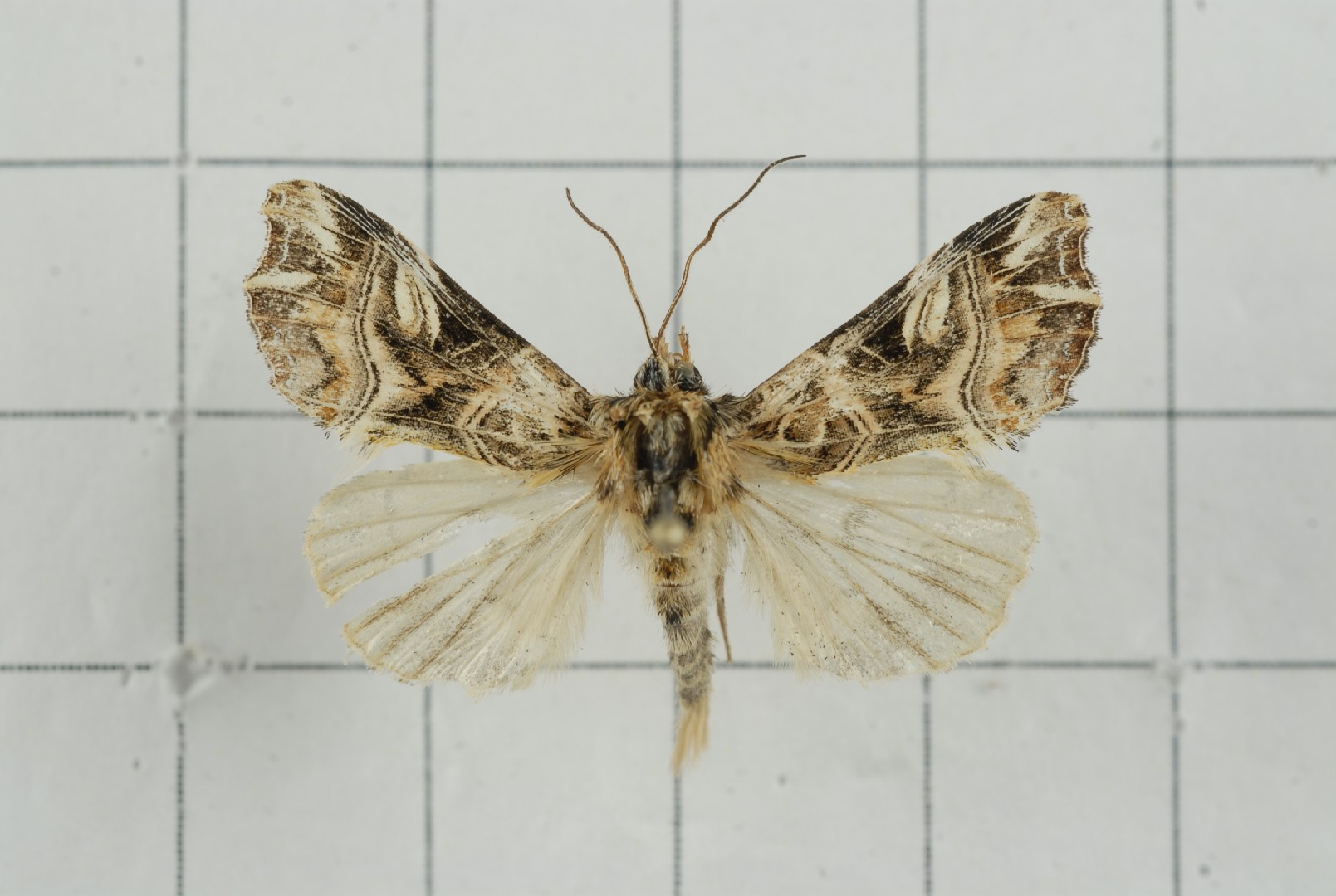マダラツマキリヨトウ (Callopistria repleta) - Picture Insect