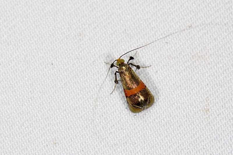 Nemophora sakaii (Nemophora sakaii) - Picture Insect