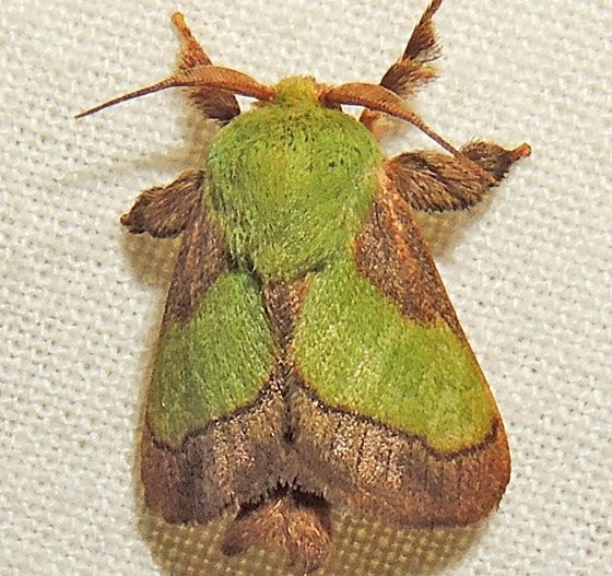Stinging Rose Caterpillar