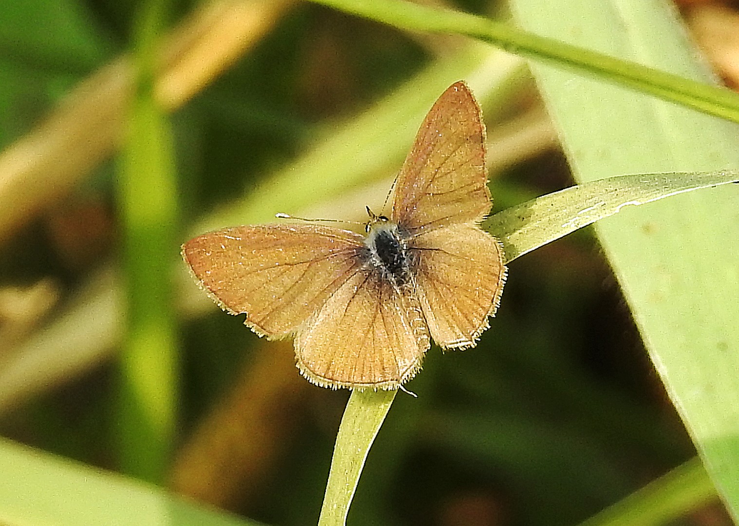Common line blue How to identify it? - Picture Insect