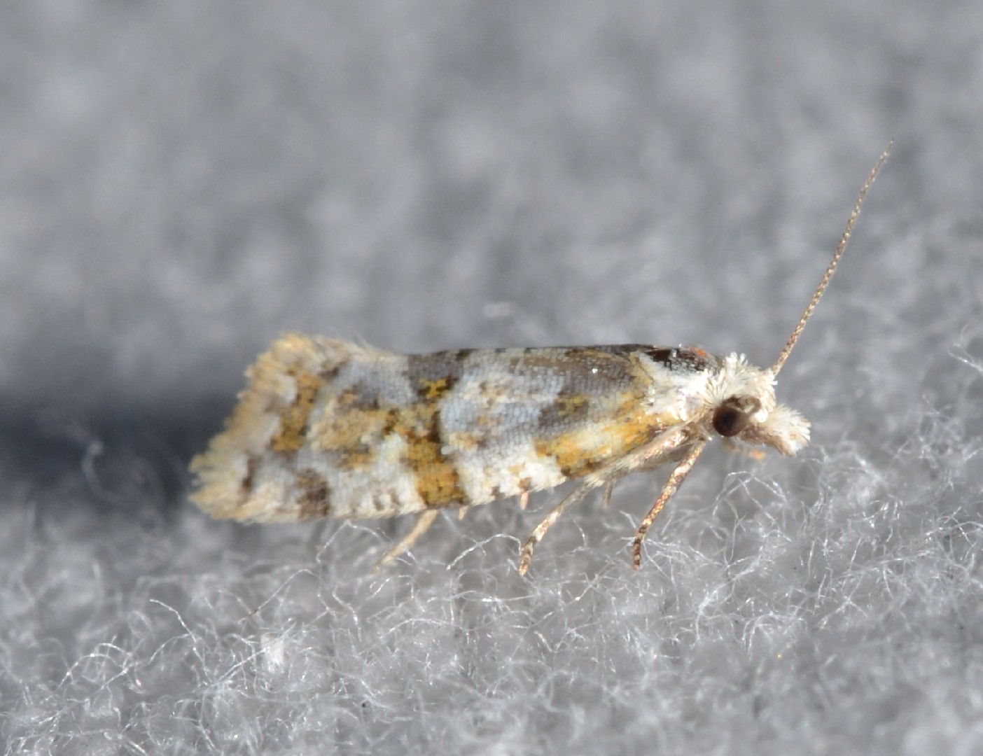 Aethes (Aethes) - Picture Insect