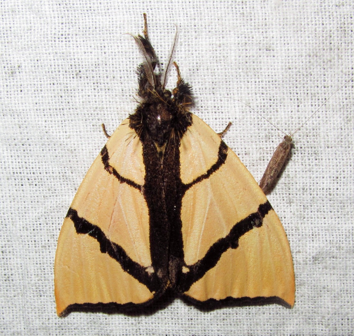 Numenes siletti (Numenes siletti) - Picture Insect