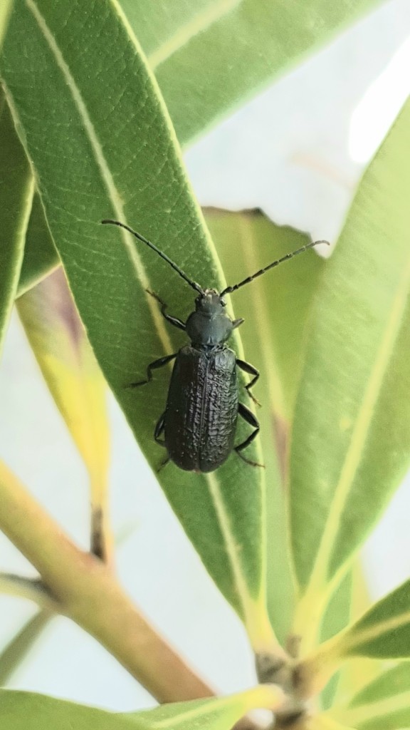 Callidium aeneum (Callidium aeneum) - Picture Insect