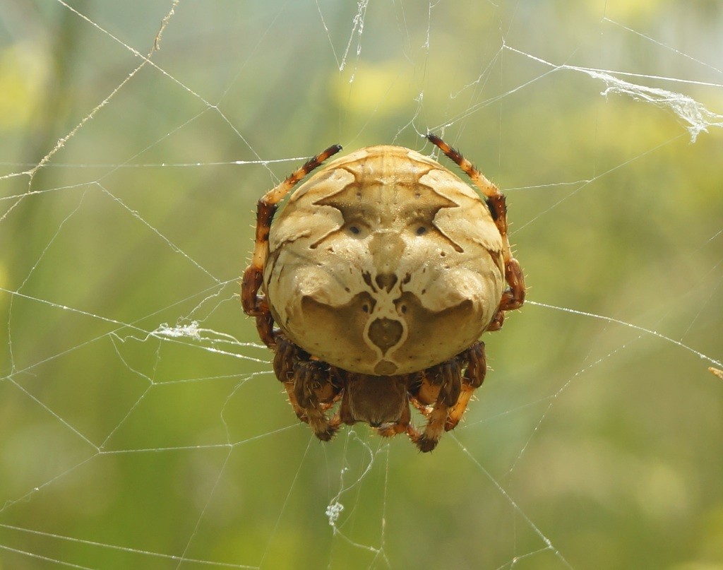 Araneus grossus (Araneus grossus) - Picture Insect