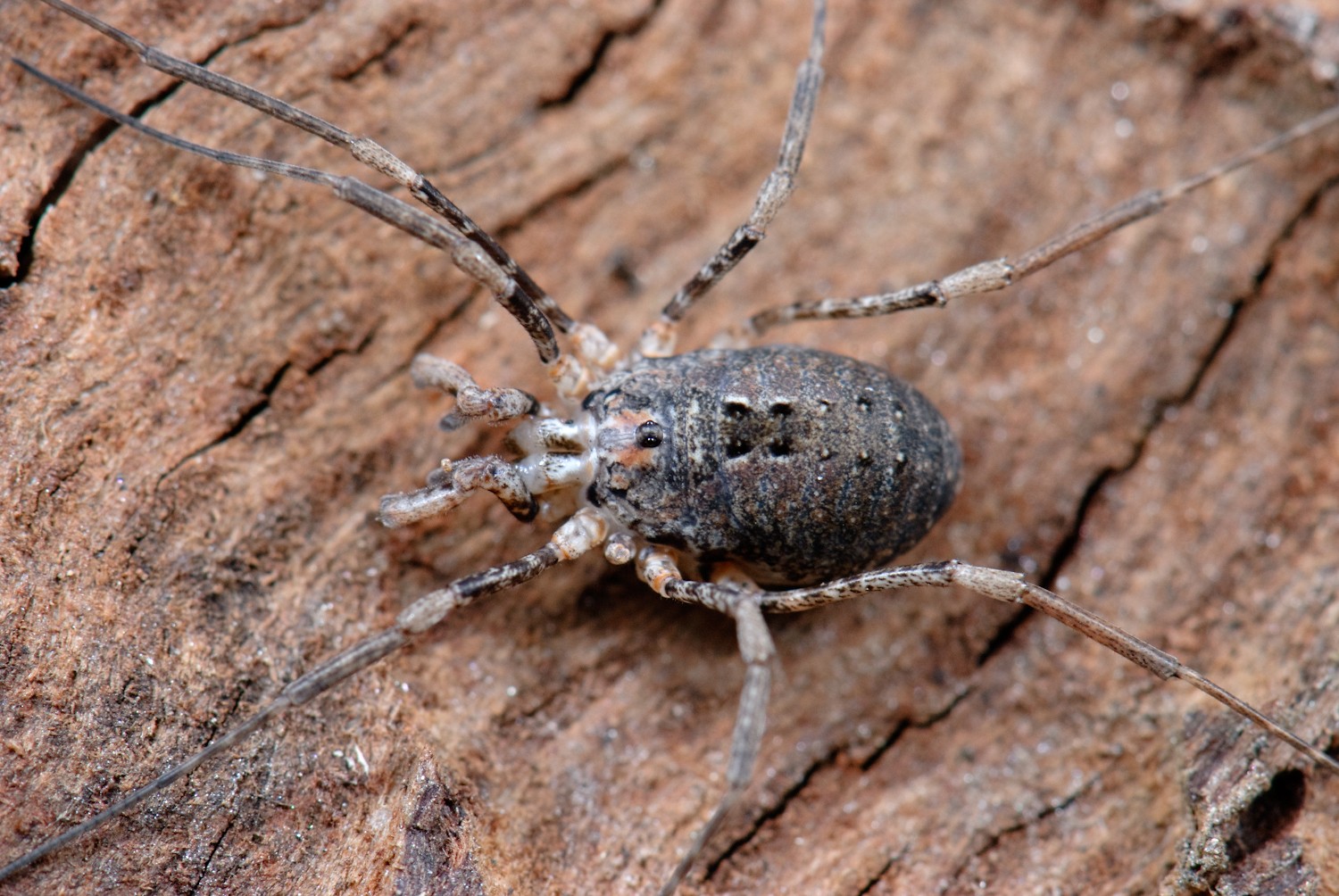 Protolophus singularis (Protolophus singularis) - Picture Insect