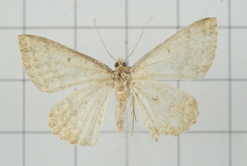 Synegia (Synegia) - Picture Insect