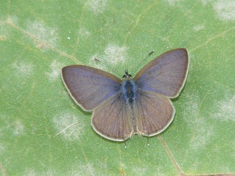 Common line blue How to identify it? - Picture Insect