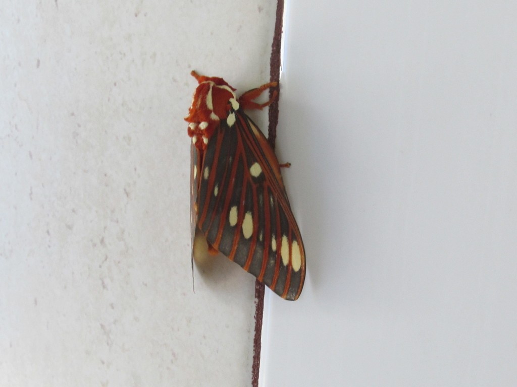 Citheronia azteca (Citheronia azteca) - Picture Insect