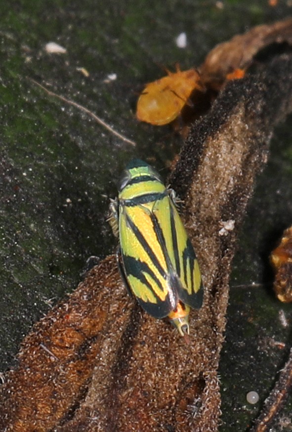 Stirellus (Stirellus) - Picture Insect