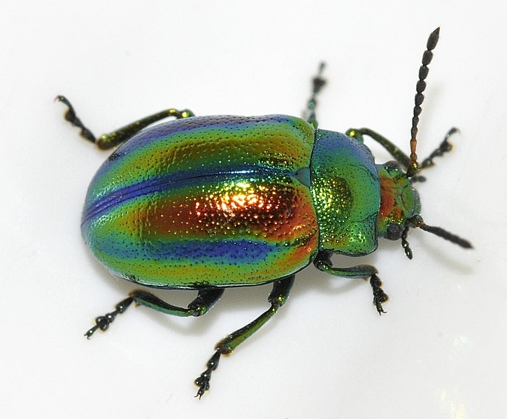 Chrysolina (Chrysolina) - Picture Insect