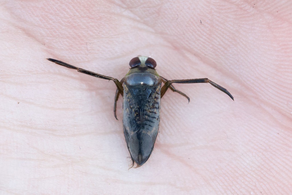 Notonecta irrorata (Notonecta irrorata) - Picture Insect