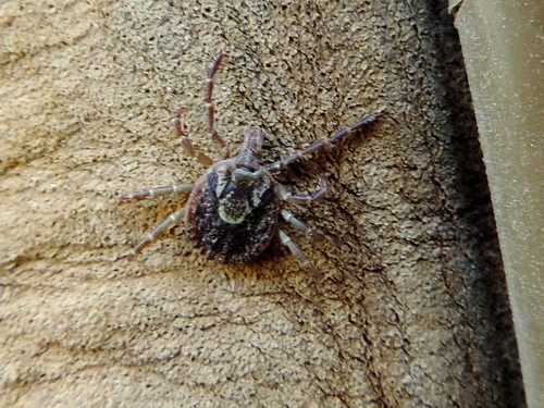 Garrapatas (Amblyomma) - Picture Insect