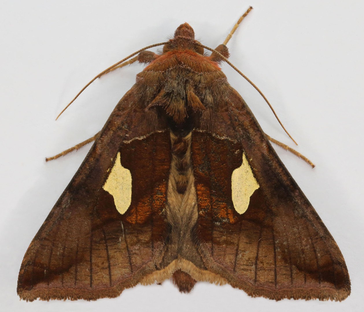 Autographa bractea (Autographa bractea) - Picture Insect