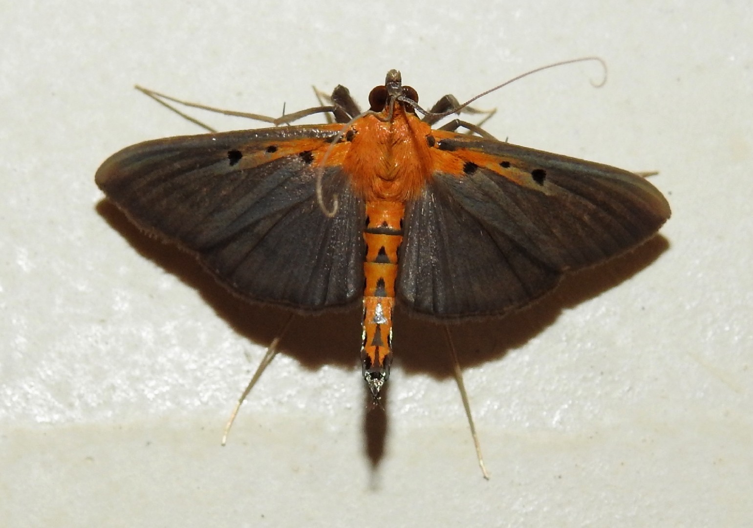 Filodes (Filodes) - Picture Insect