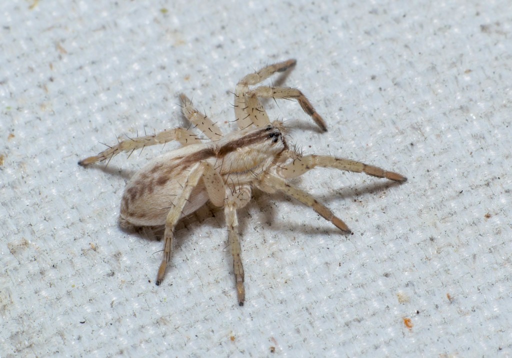 Arachosia praesignis (Arachosia praesignis) - Picture Insect