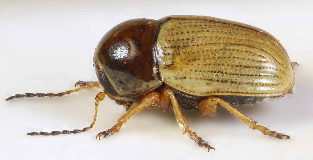 Cryptocephalus fulvus (Cryptocephalus fulvus) - Picture Insect