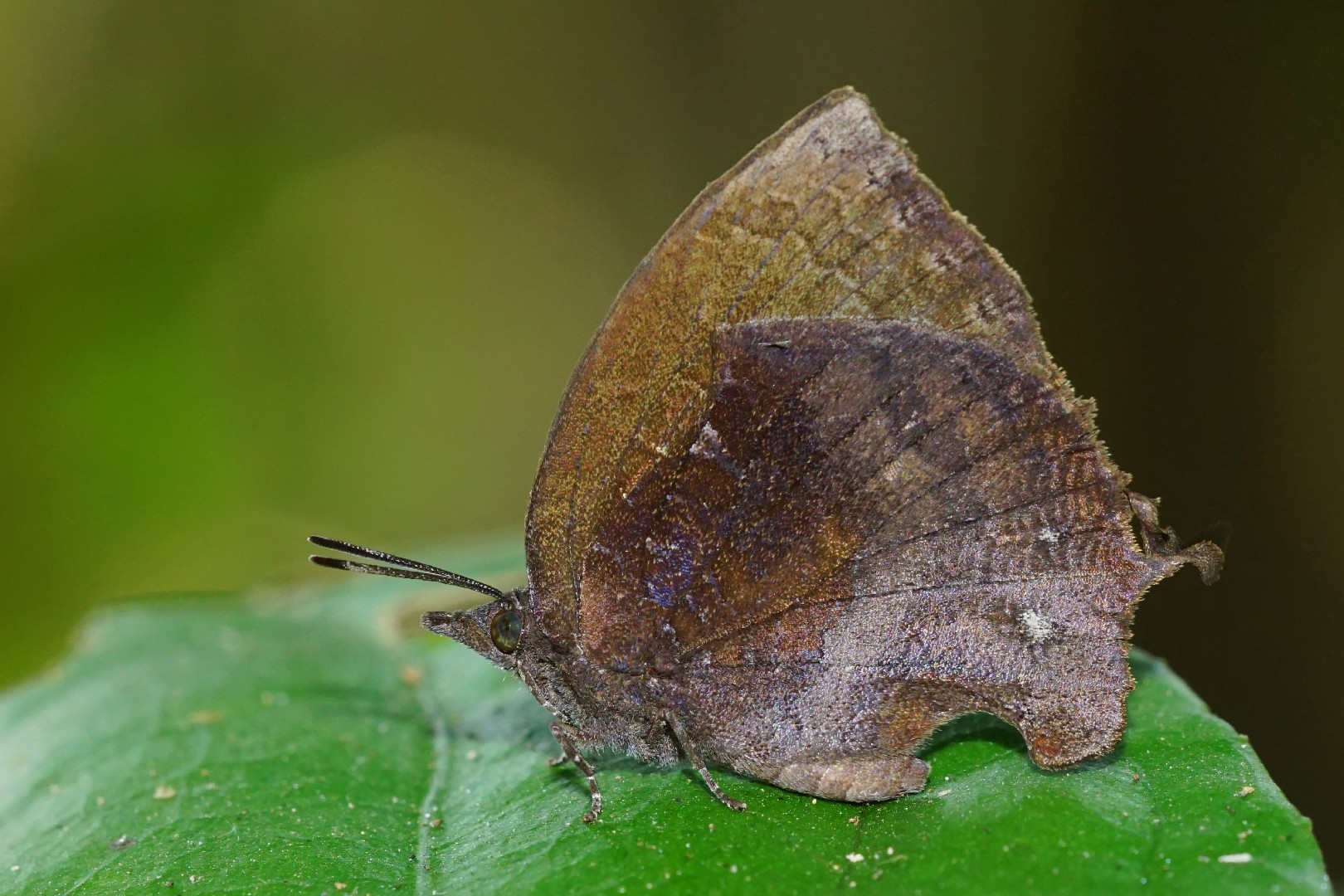Mahathala (Mahathala) - Picture Insect