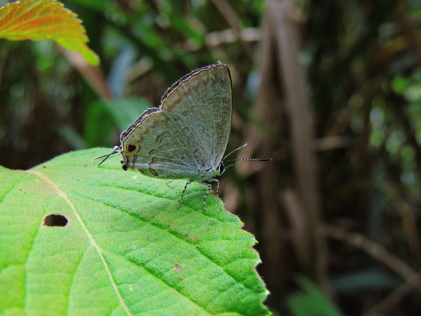 Sinthusa chandrana (Sinthusa chandrana) - Picture Insect
