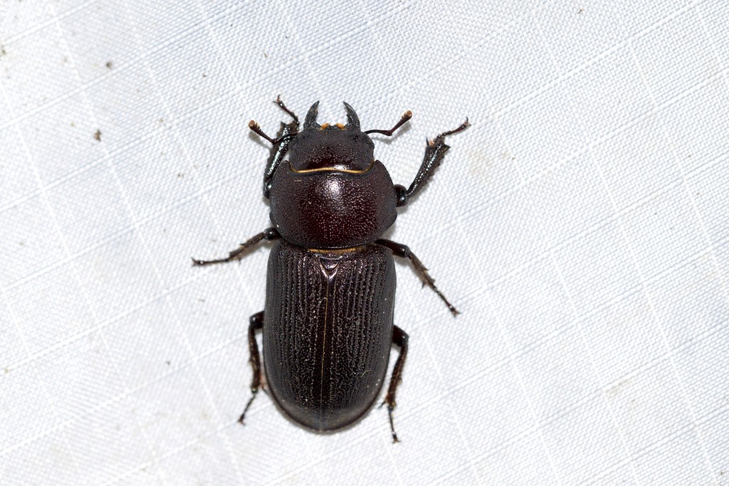 Antelope beetle (Dorcus parallelus) - Picture Insect