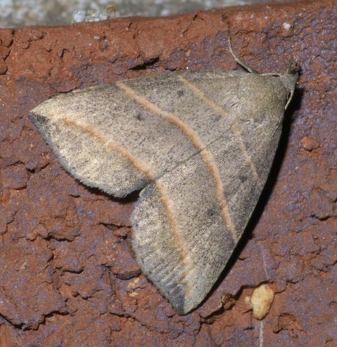 Colobochyla (Colobochyla) - Picture Insect