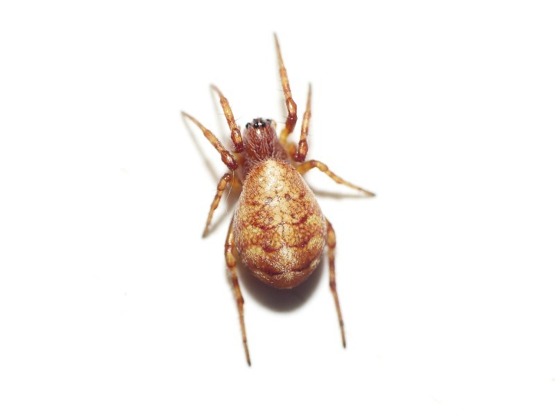 Cercidia prominens (Cercidia prominens) - Picture Insect