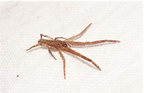 Synalus angustus (Synalus angustus) - Picture Insect