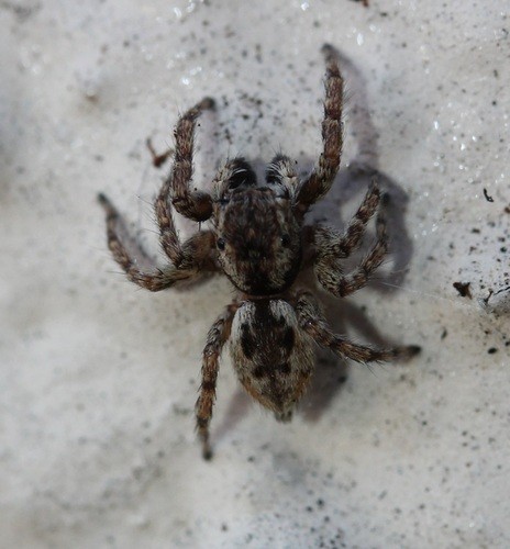 Mexigonus minutus (Mexigonus minutus) - Picture Insect