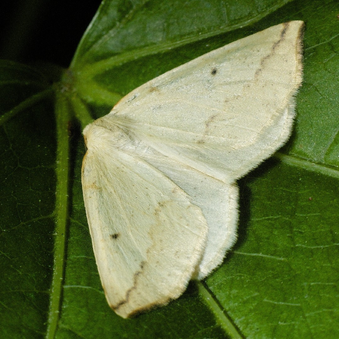 Neoterpes (Neoterpes) - Picture Insect