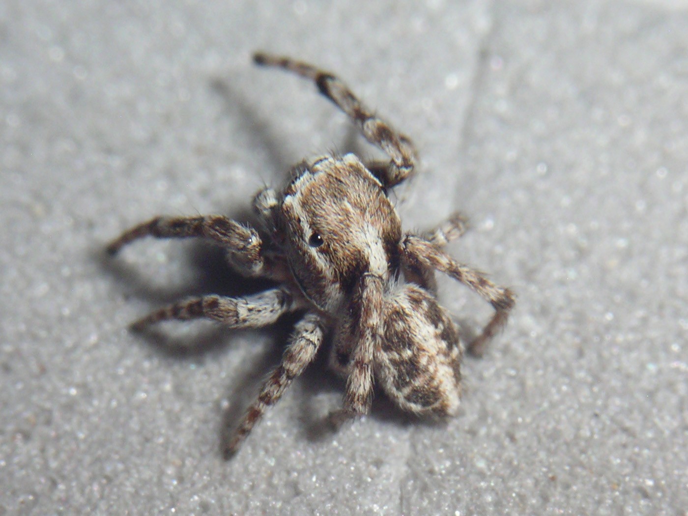 Attulus ammophilus (Attulus ammophilus) - Picture Insect