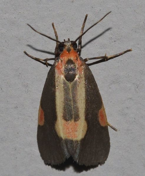 Cisthene (Cisthene) - Picture Insect