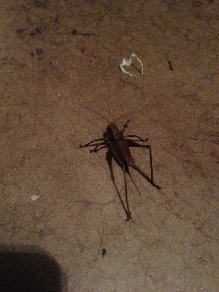 Atlanticus (Atlanticus) - Picture Insect