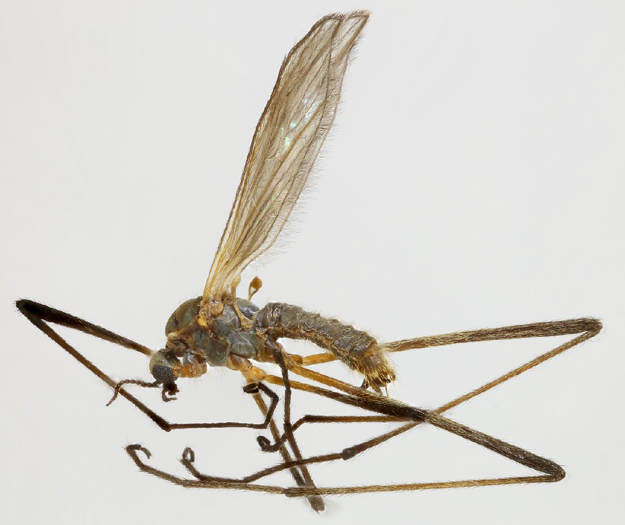 Molophilus obscurus (Molophilus obscurus) - Picture Insect