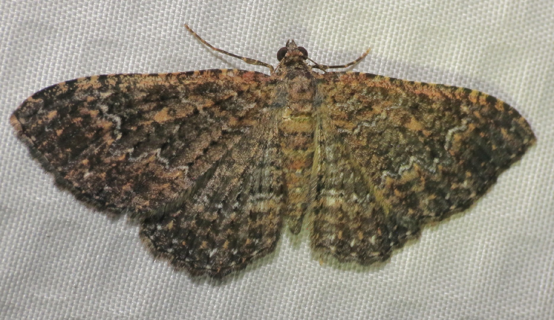 Palomilla de la buganvilia (Disclisioprocta stellata) - Picture Insect