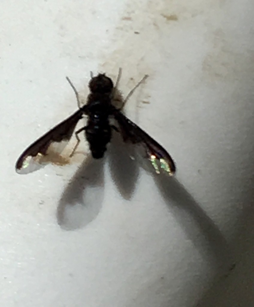 Anthrax argyropygus (Anthrax argyropygus) - Picture Insect