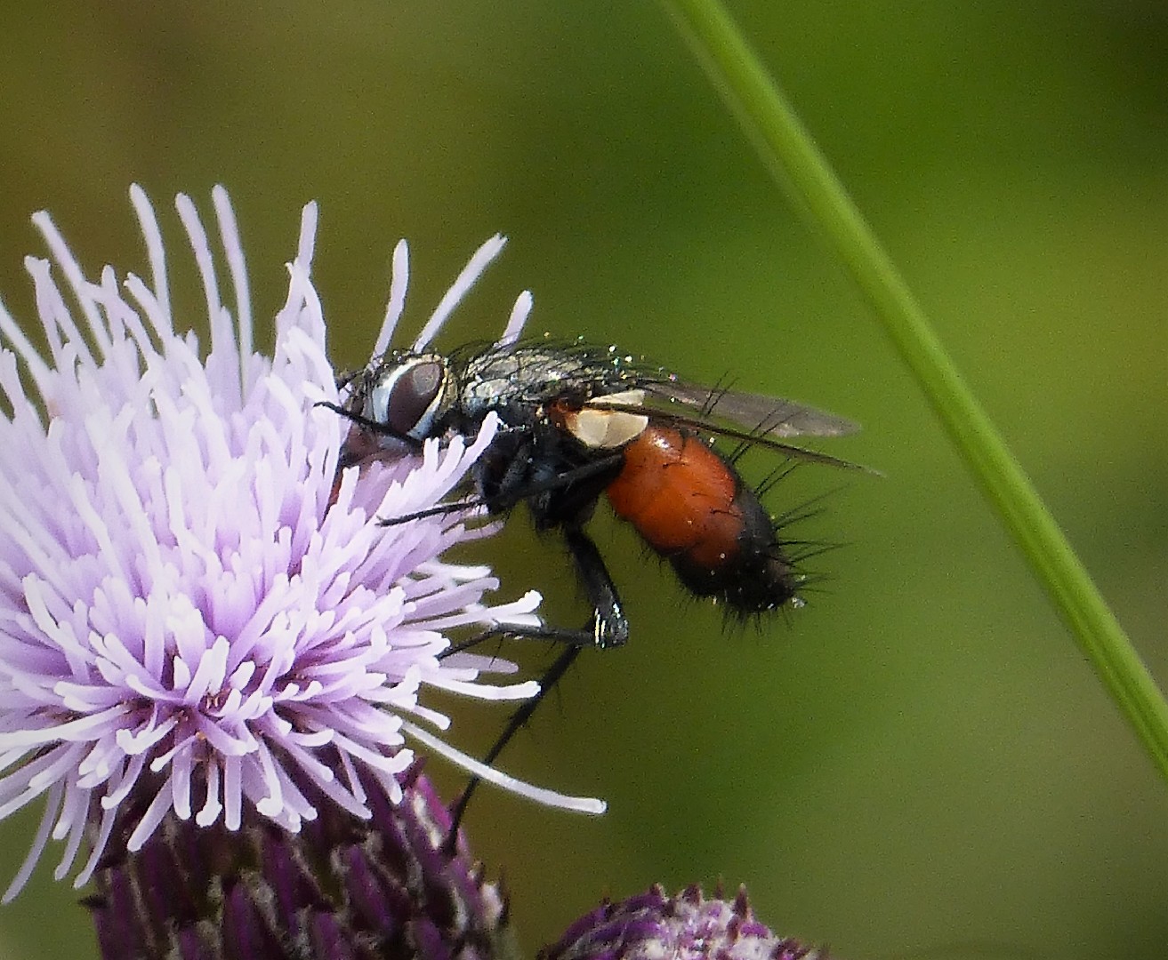 Eriothrix rufomaculatus How to identify it? - Picture Insect