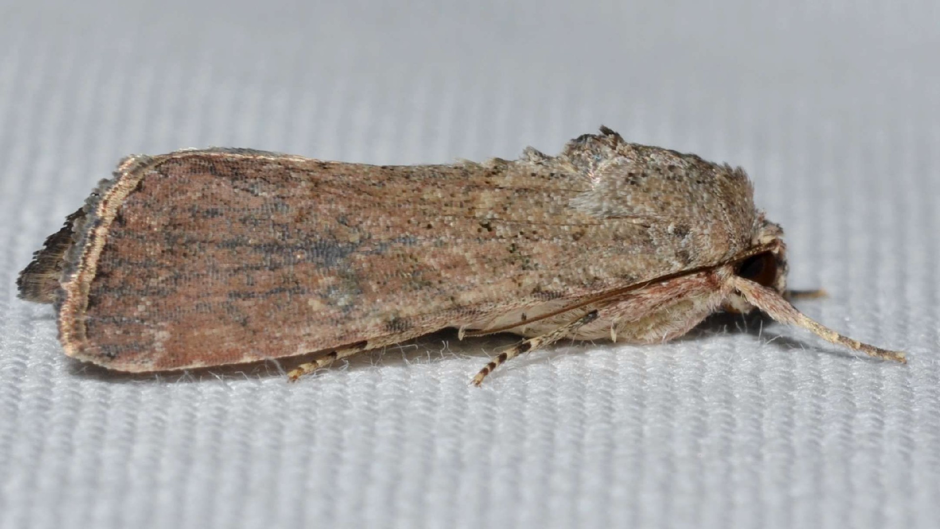 Fall Armyworm Moth How to identify it? - Picture Insect