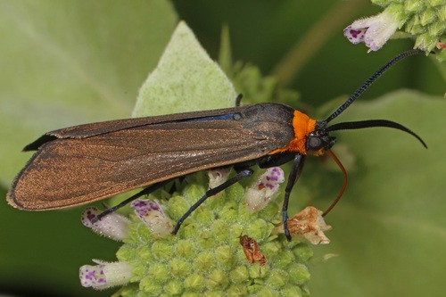 Yellow-collared scape moth How to identify it? - Picture Insect