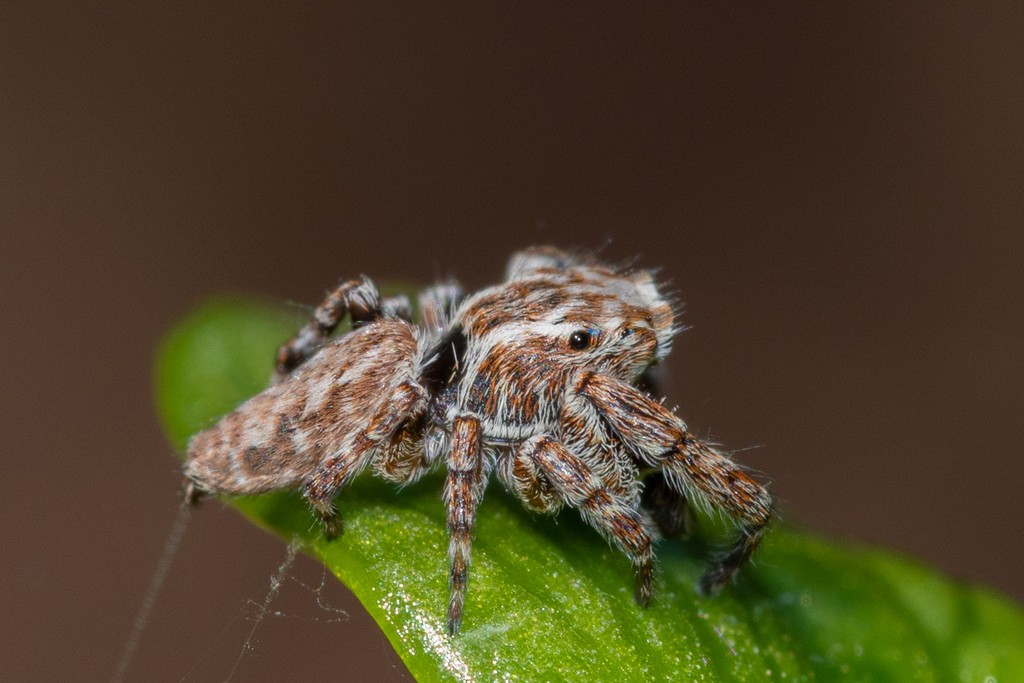 Paraphilaeus daemeli (Paraphilaeus daemeli) - Picture Insect