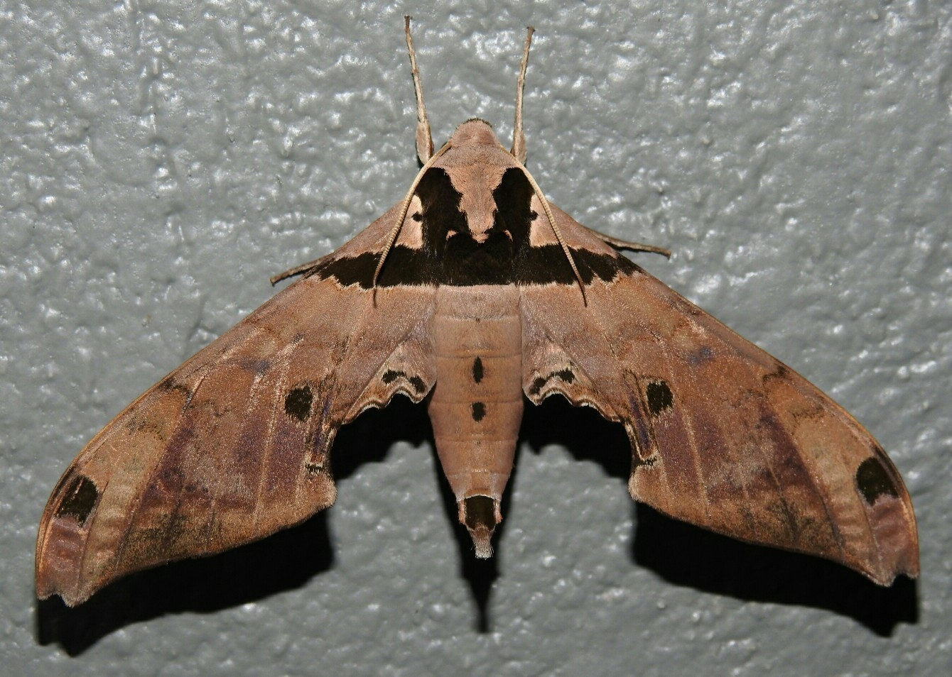 Adhemarius (Adhemarius) - Picture Insect