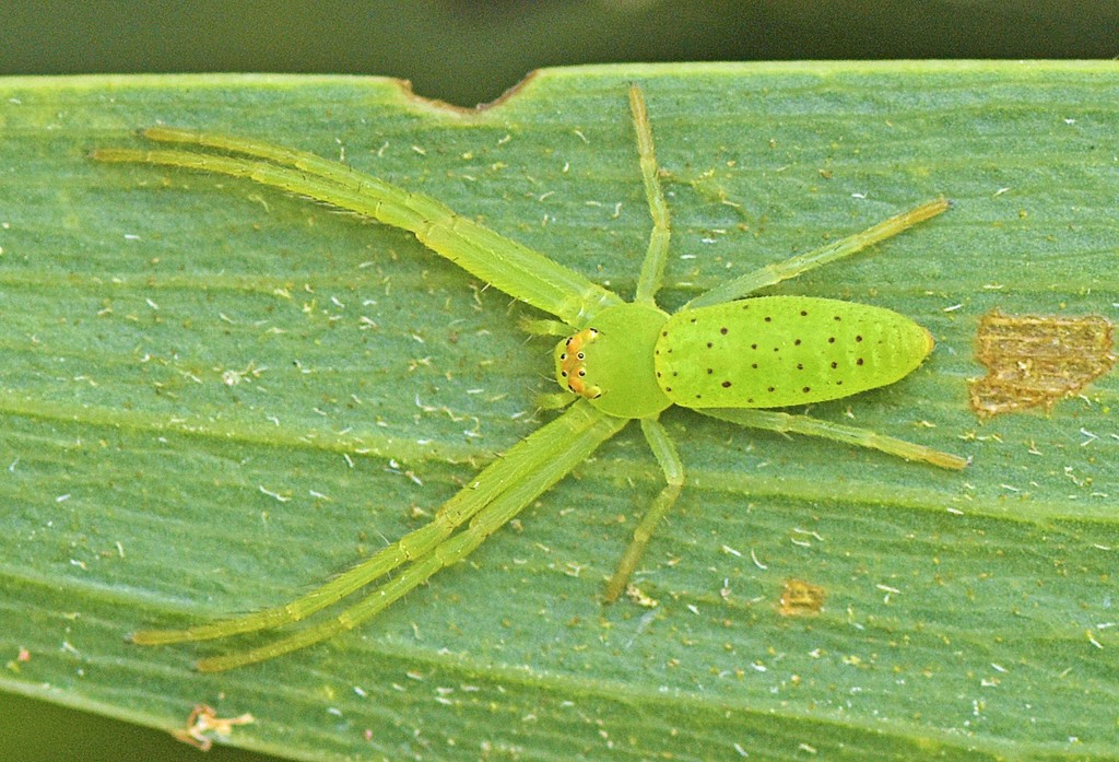 Cetratus rubropunctatus (Cetratus rubropunctatus) - Picture Insect