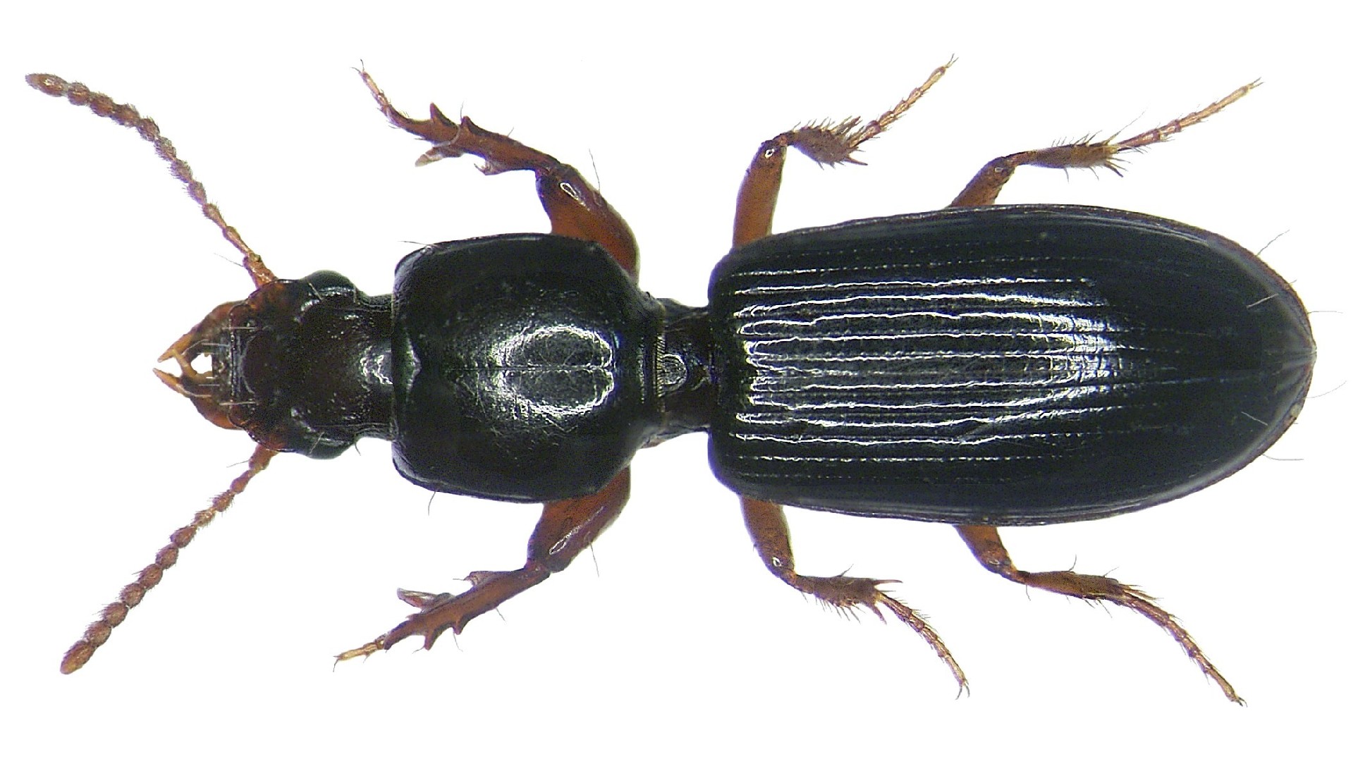 Clivina fossor (Clivina fossor) - Picture Insect