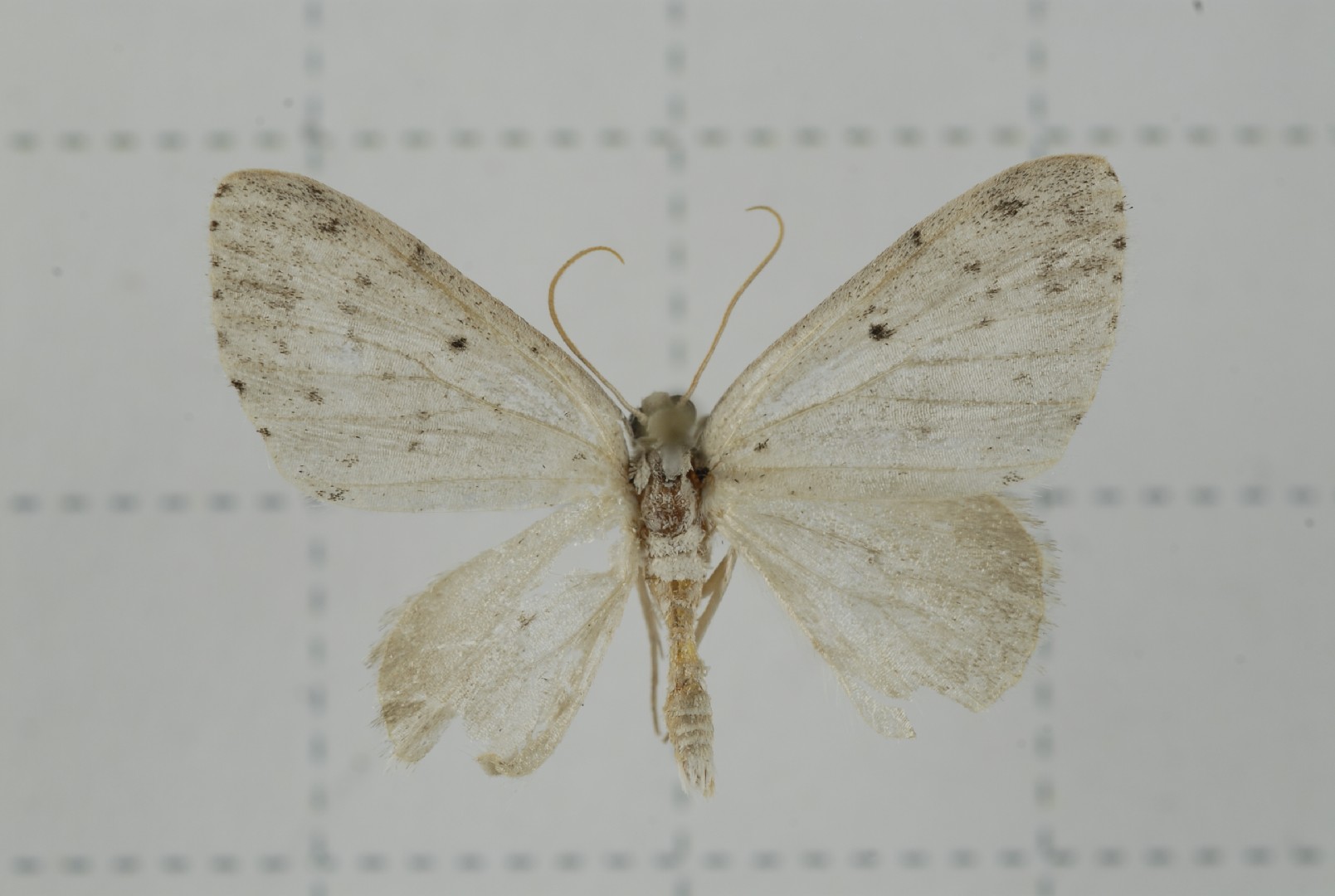 Naxidia (Naxidia) - Picture Insect